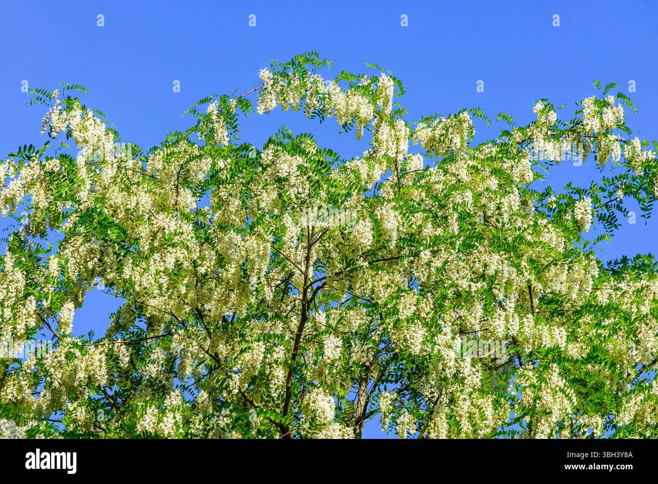 False Acacia tree (Robinia pseudoacacia) in full blossom - central ...
