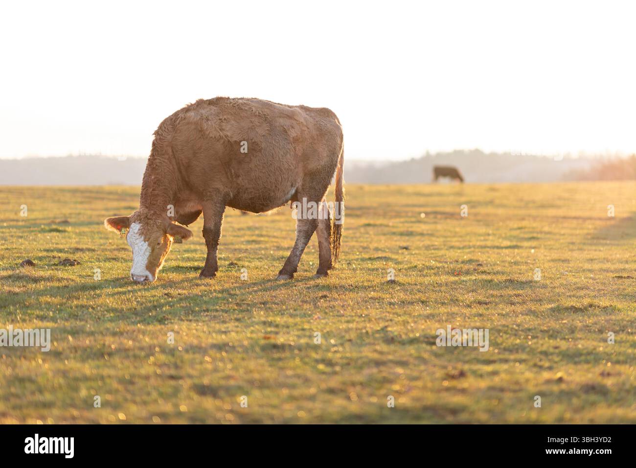 Single Cow in a Pasture at Golden Hour, Idyllic Farm and Nature Concept ...