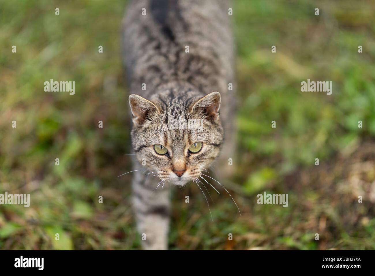 Outdoor feline with striped coat and alert posture, resting on natural ...