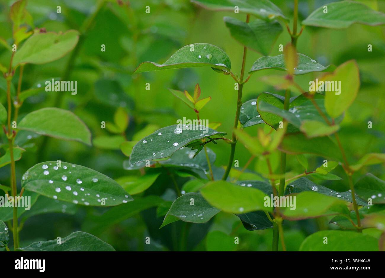 Magheralin, County Armagh, Northern Ireland, UK. 07 Jun 2025. UK ...