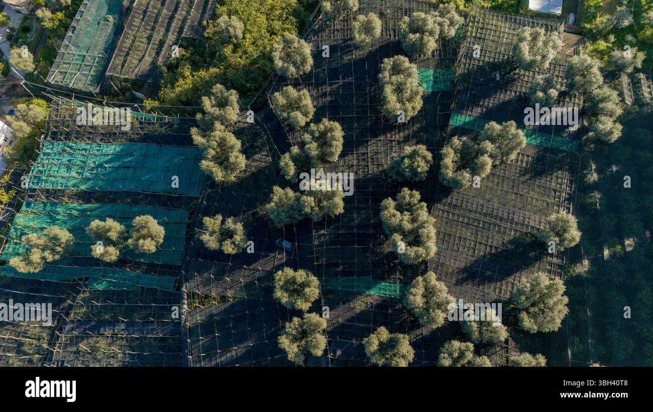 Drone view traditional olive collection hi-res stock photography and ...