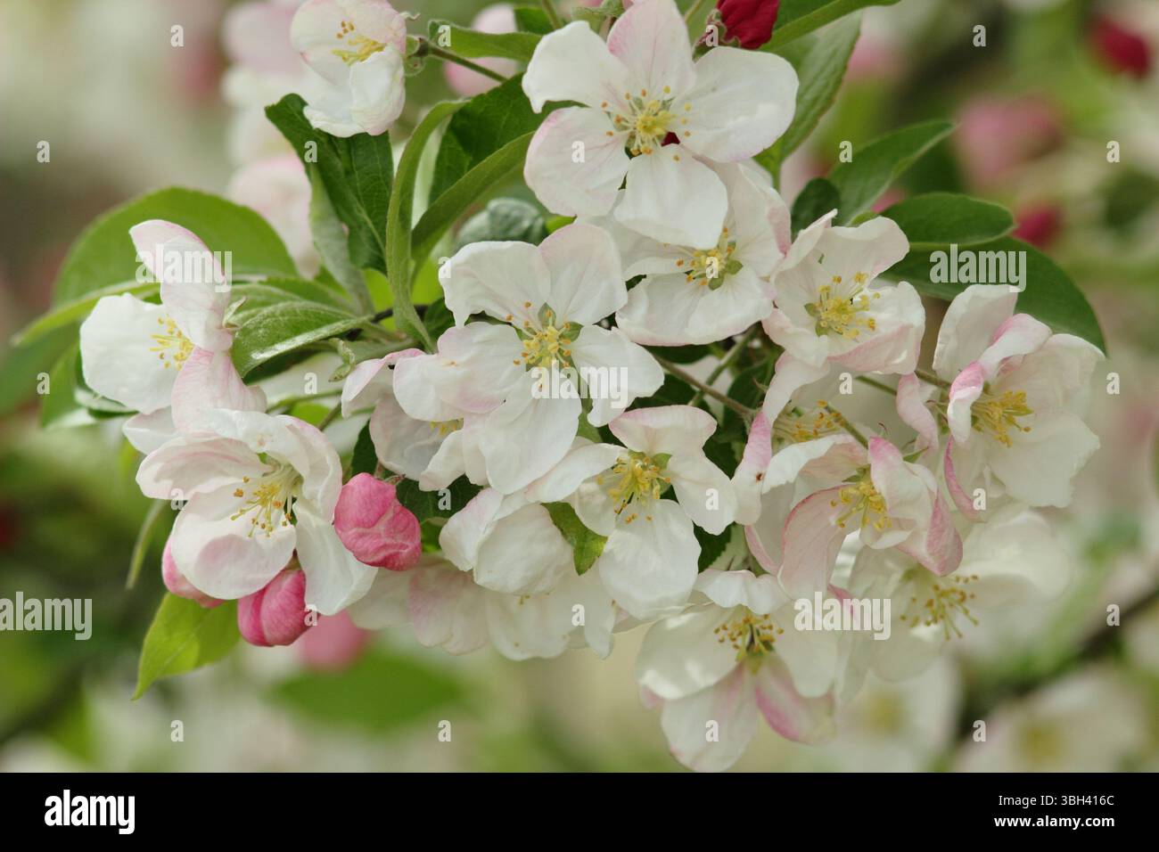 Spring blossom of Malus Evereste. Ornamental Crab apple tree Malus Evereste blossom in April. UK ...