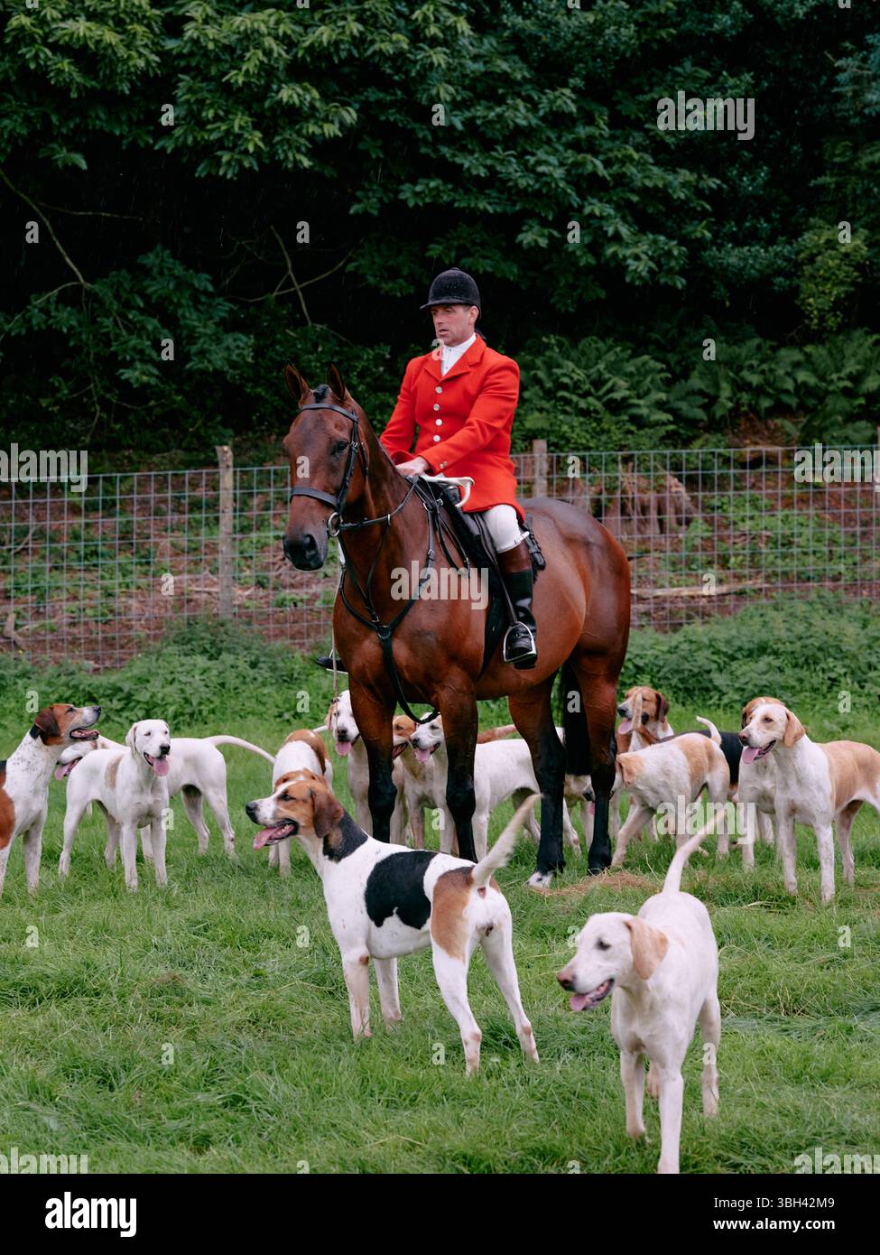 Hunt Master and Hounds at the Dunster Country Fair, Dunster Castle ...