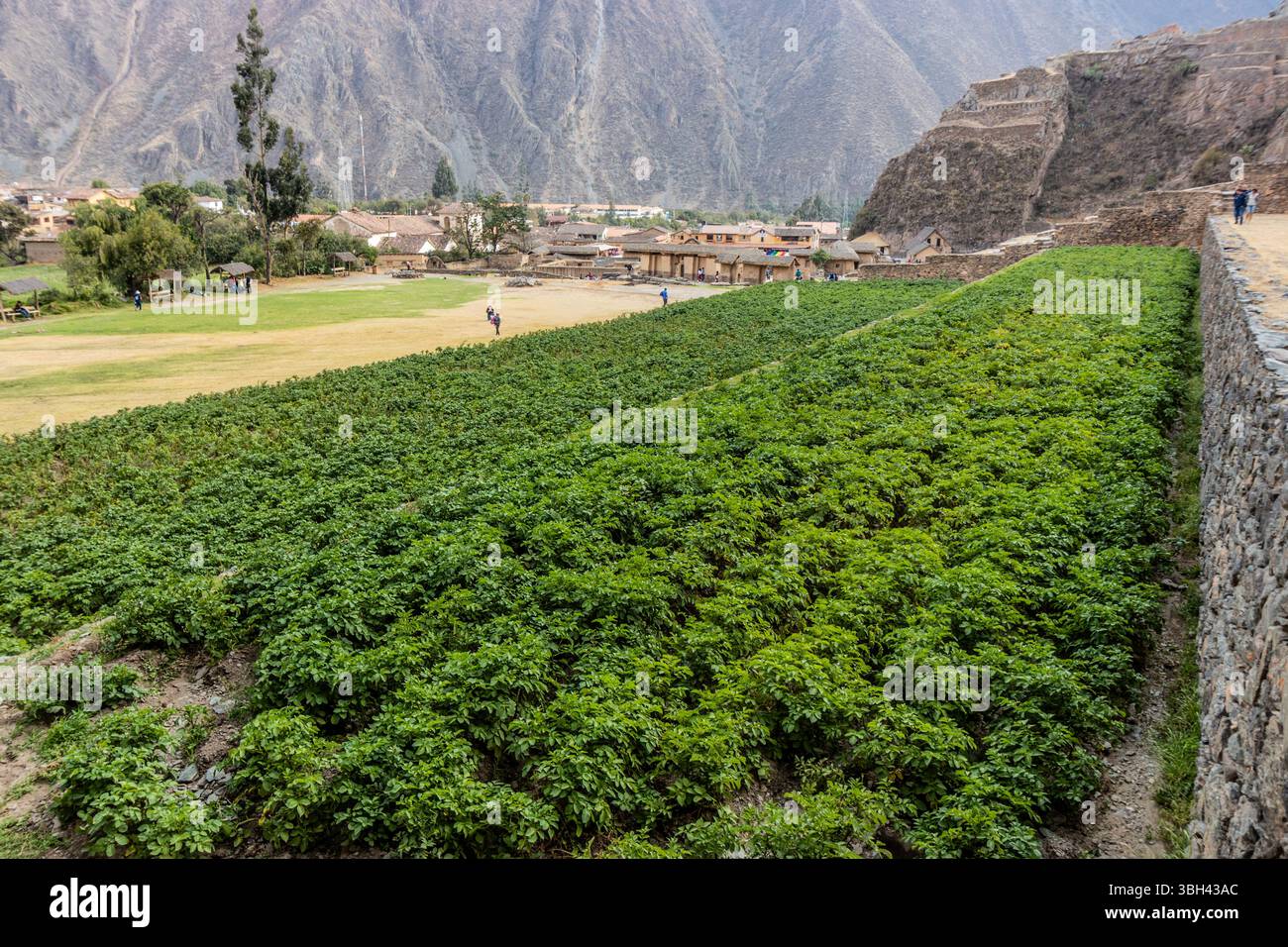 Potato terraces in Ollantaytambo village in the Sacred Valley of Incas ...
