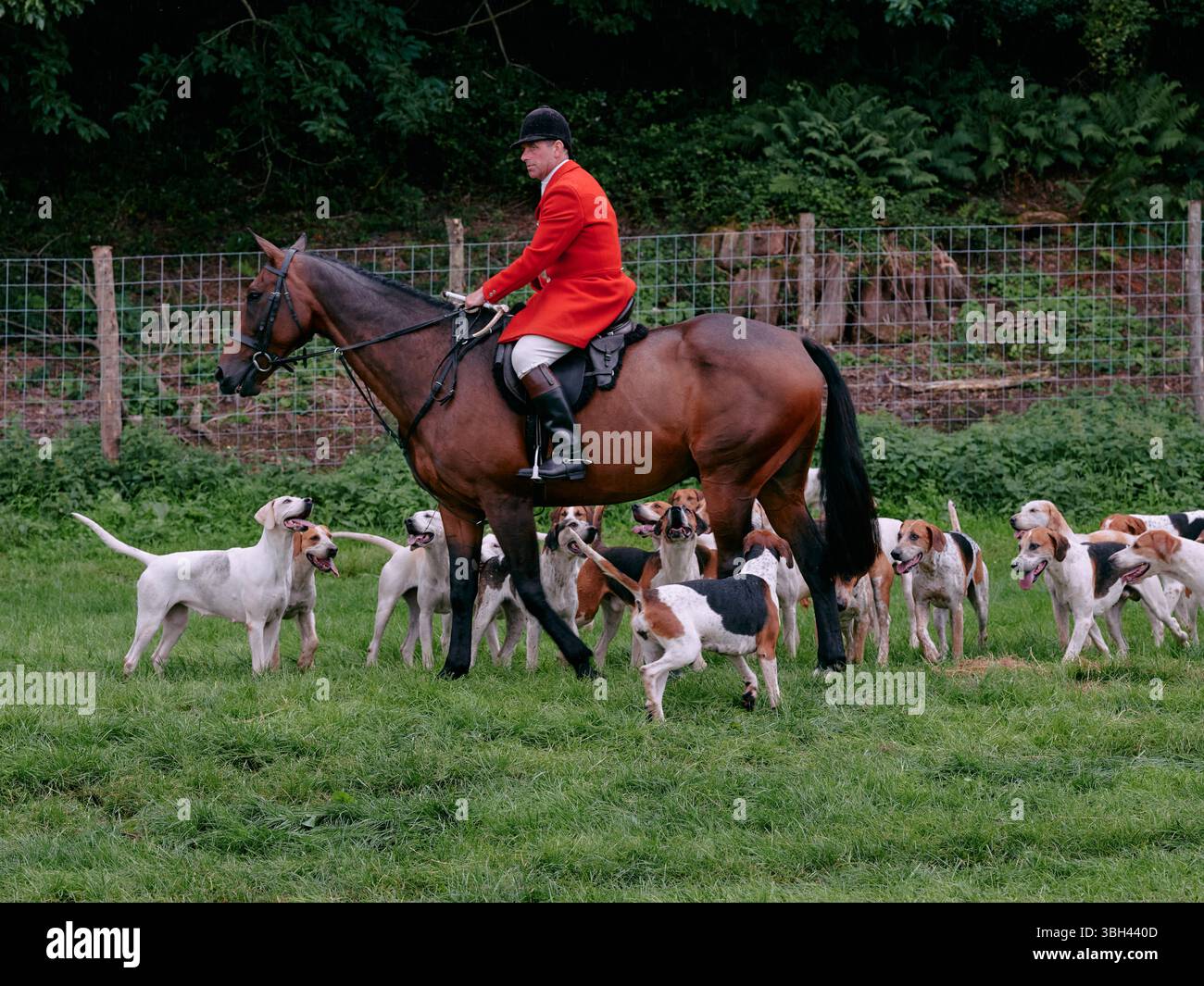 Hunt Master and Hounds at the Dunster Country Fair, Dunster Castle ...