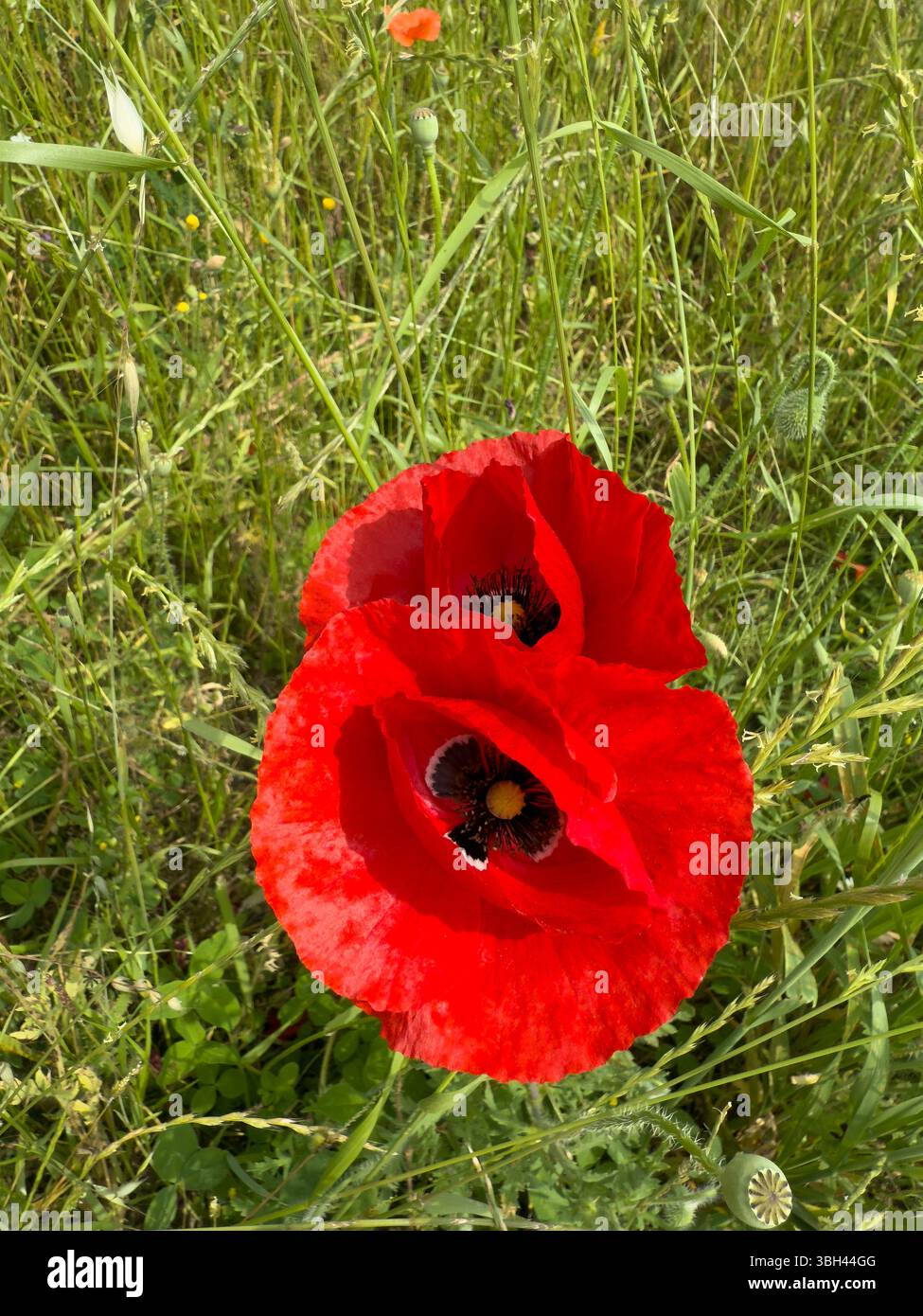 Two Red poppies, Close-up of red poppy flowers in soft green grass ...