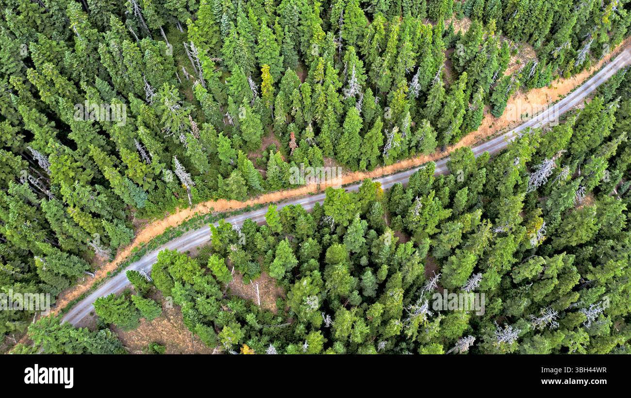 An aerial view shows a road cutting through a dense forest ...