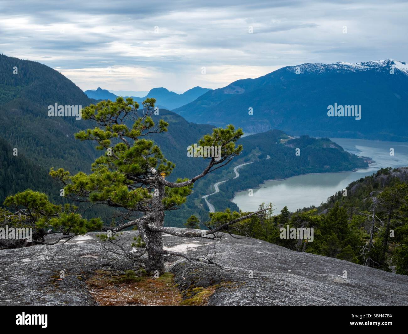 WA00846-00...BRITISH COLUMBIA - A determined tree growing on the solid ...