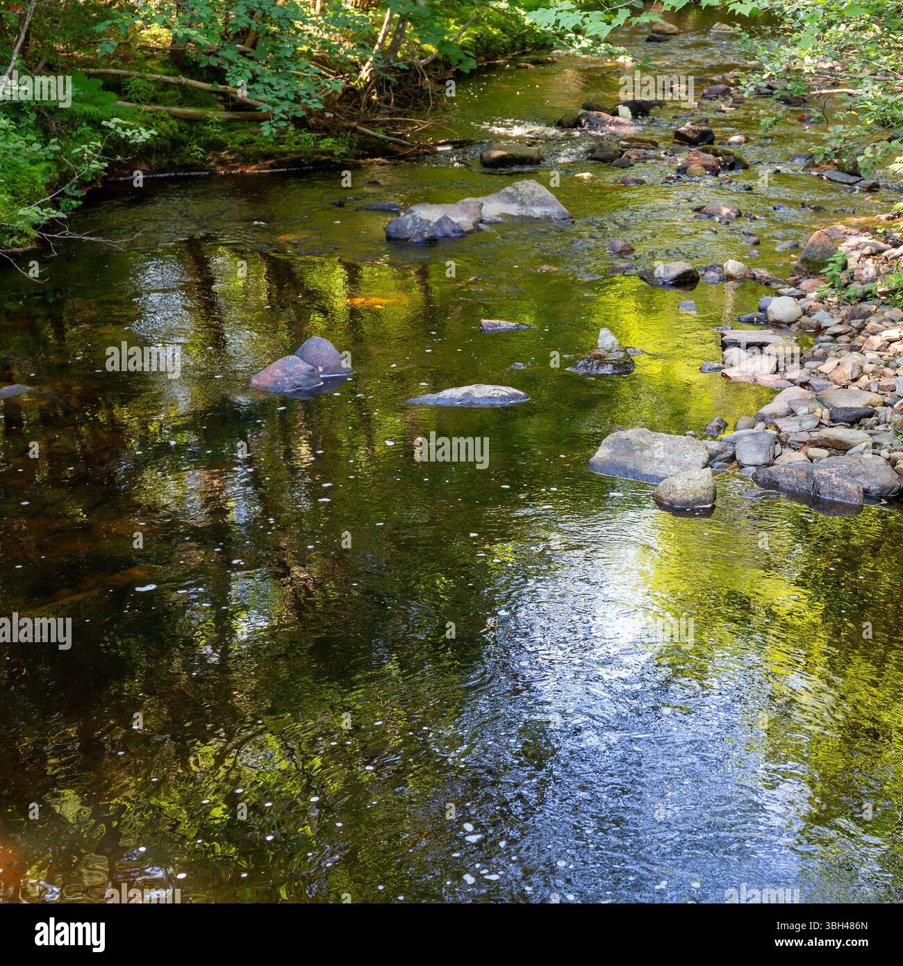 View of a shallow rocky brook trout stream in Maine in the summer Stock ...
