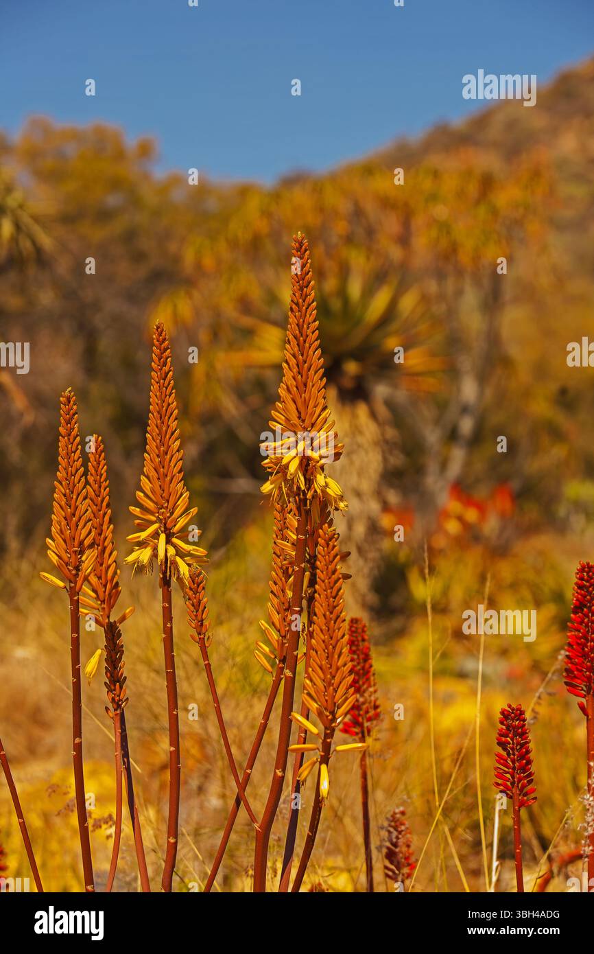 Aloe flower detail hi-res stock photography and images - Alamy