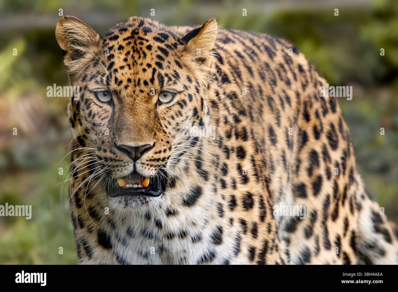 Amur leopard deforestation hi-res stock photography and images - Alamy