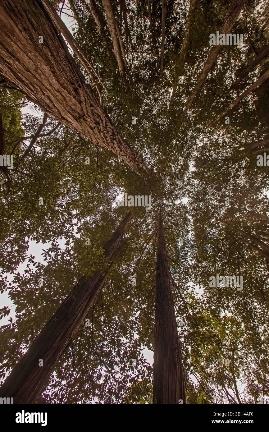 Vertical view of trees hi-res stock photography and images - Alamy