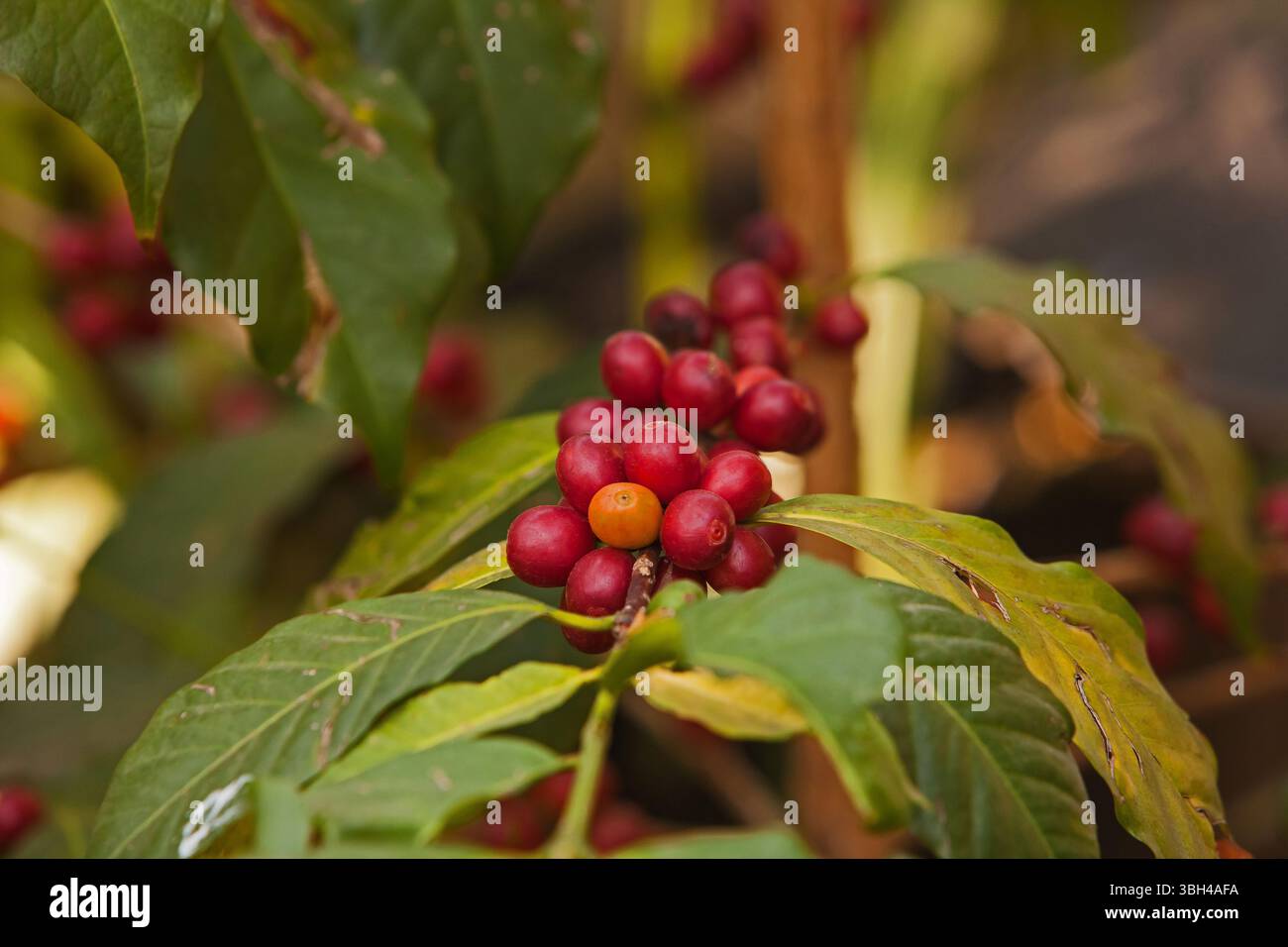 Harvesting coffee berries hi-res stock photography and images - Alamy