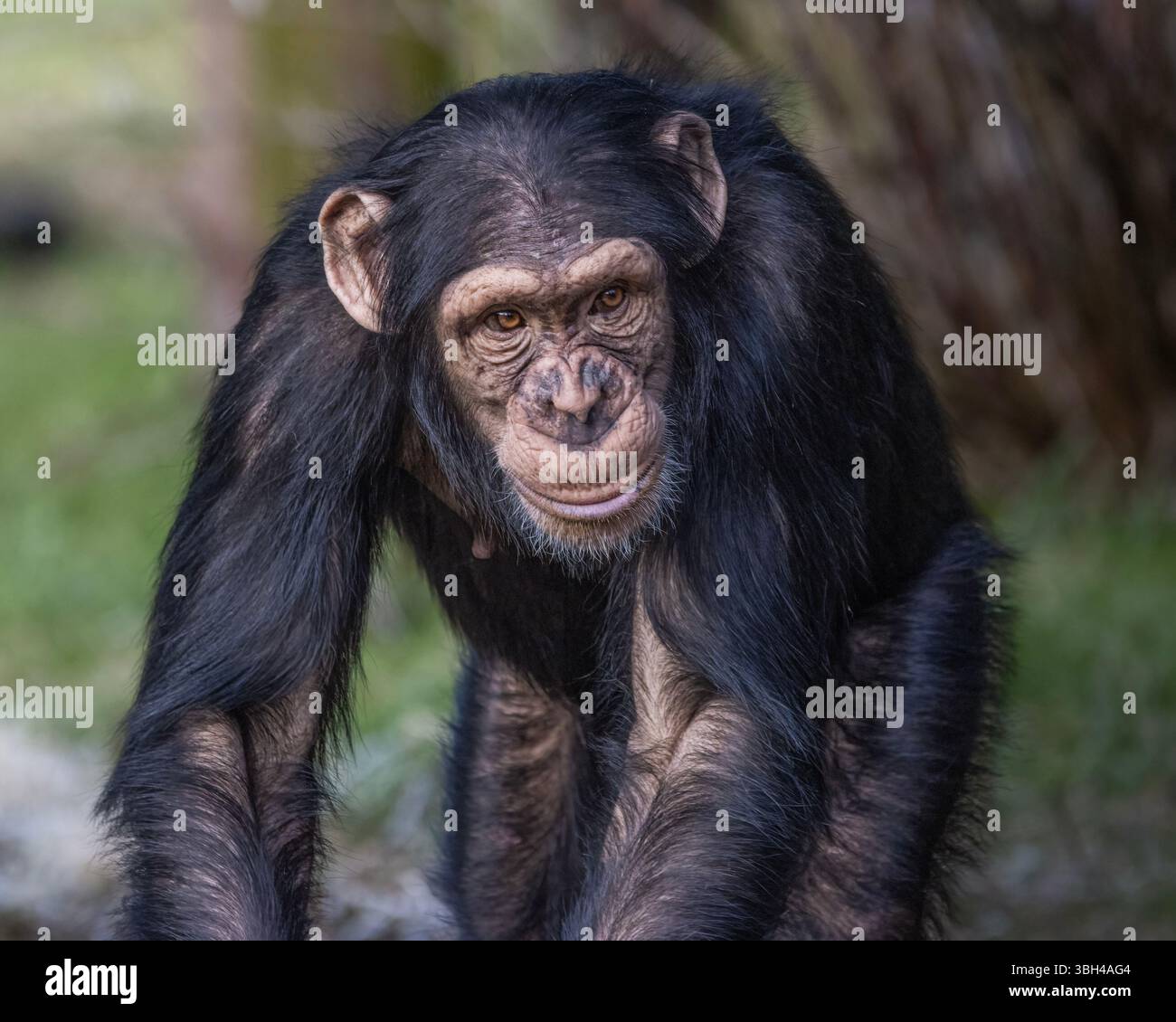 Chimpanzee mother baby in hi-res stock photography and images - Alamy
