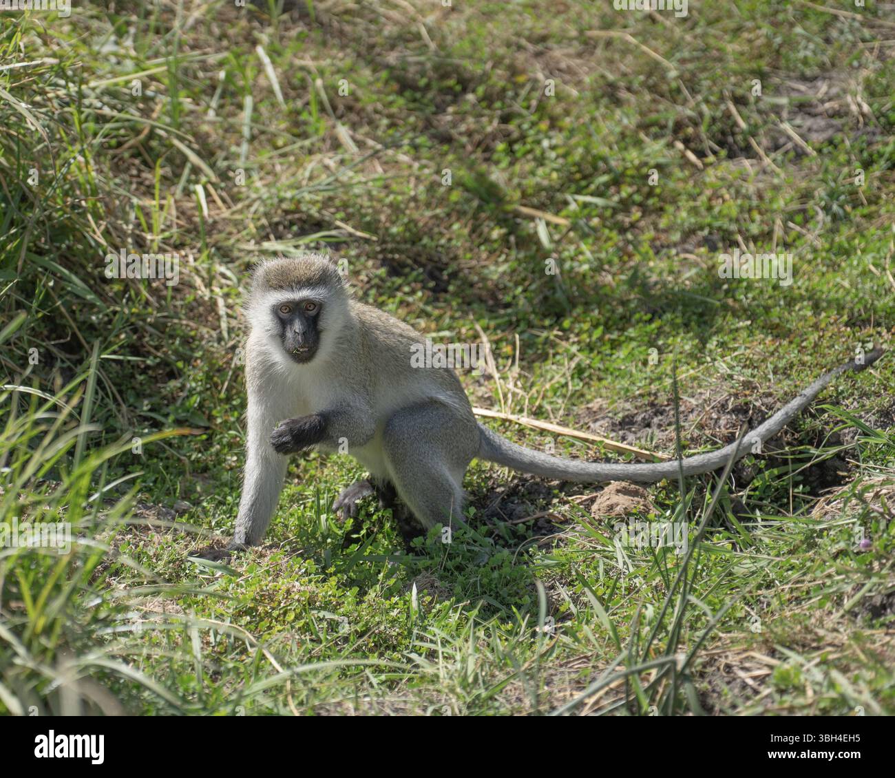 Black faced monkey caught looking at the camera while eating Stock ...