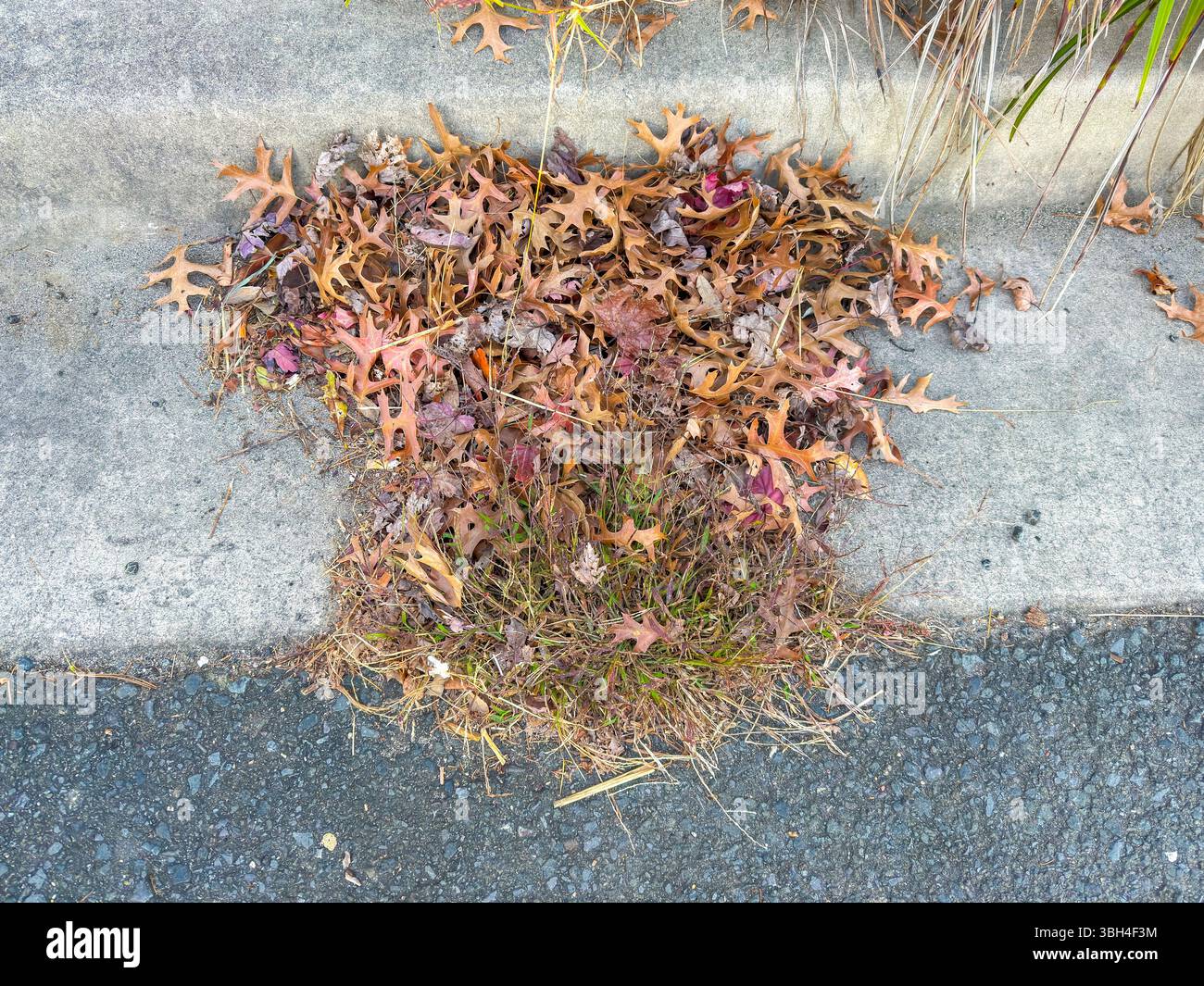 Photograph of various types of dead leaves and weeds blown into and ...