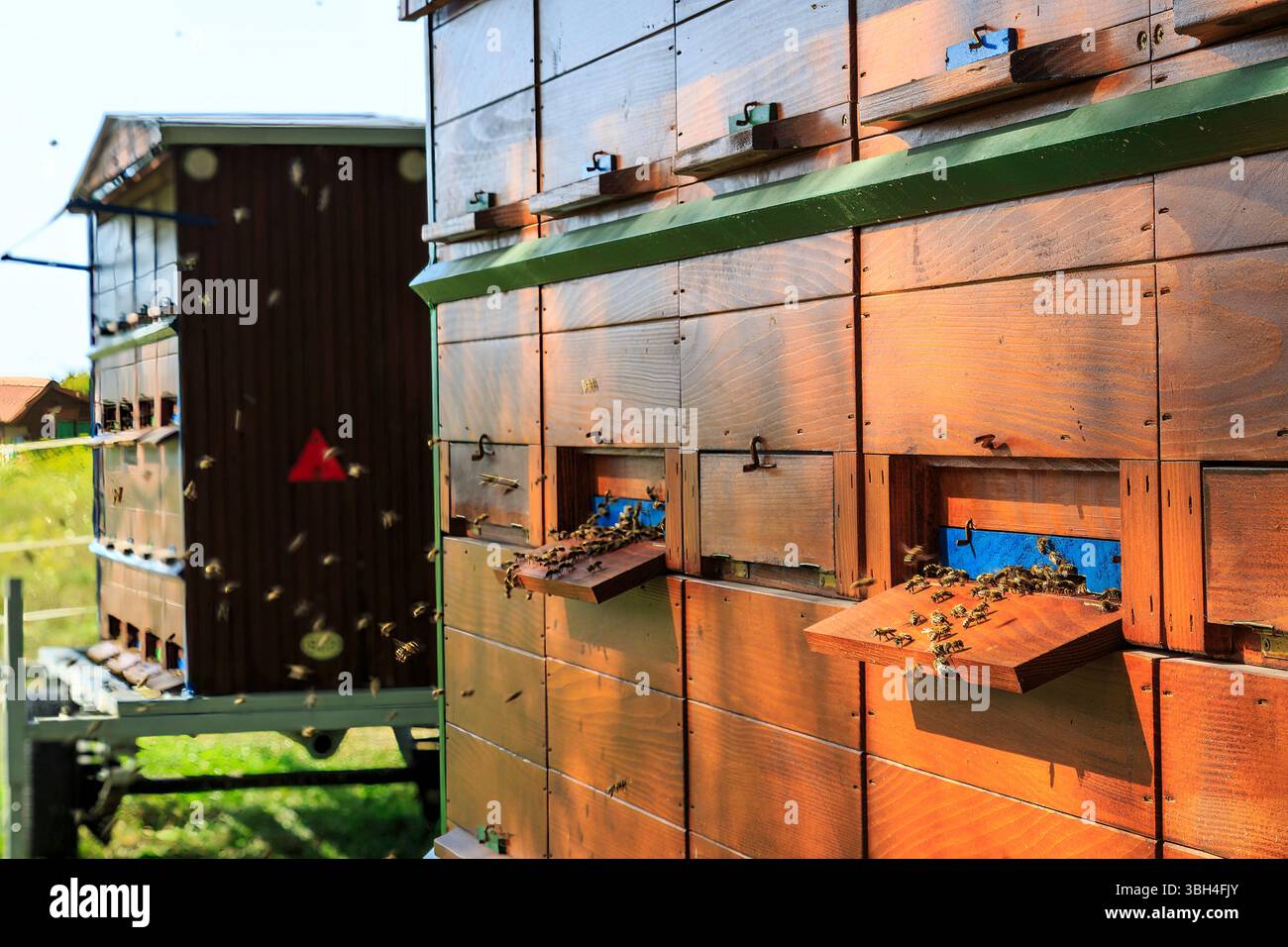 Bee flying on hive beehive hi-res stock photography and images - Alamy