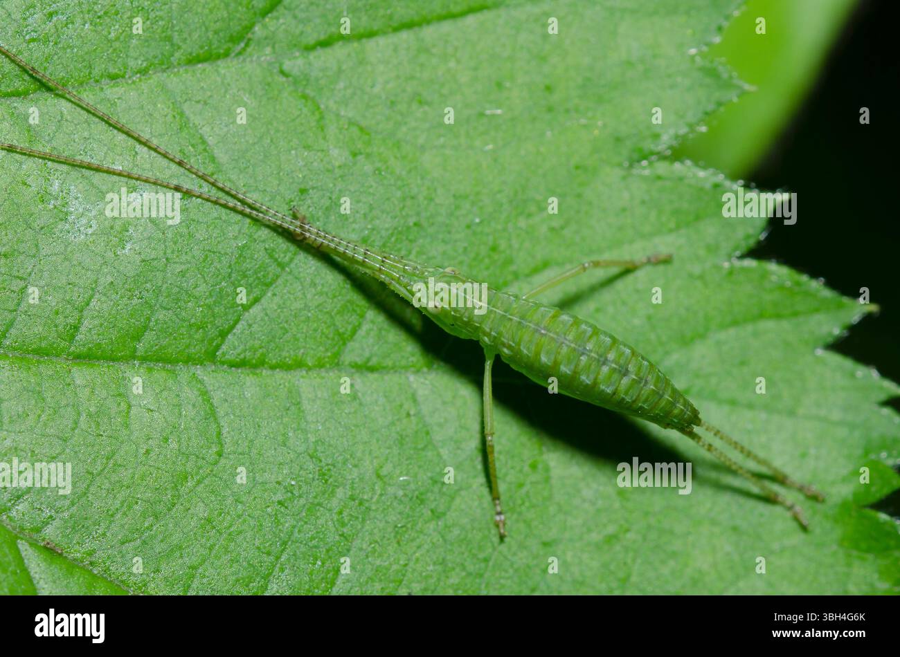 Common True Katydid, Pterophylla camellifolia, nymph Stock Photo - Alamy