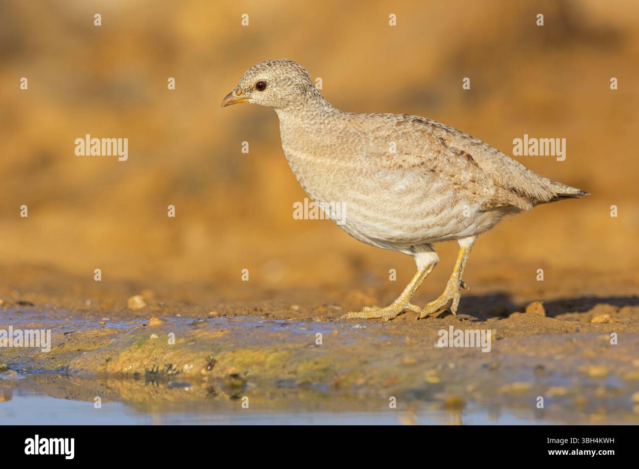 Arabian desert partridge, (Ammoperdix heyi), Arabian desert partridge ...
