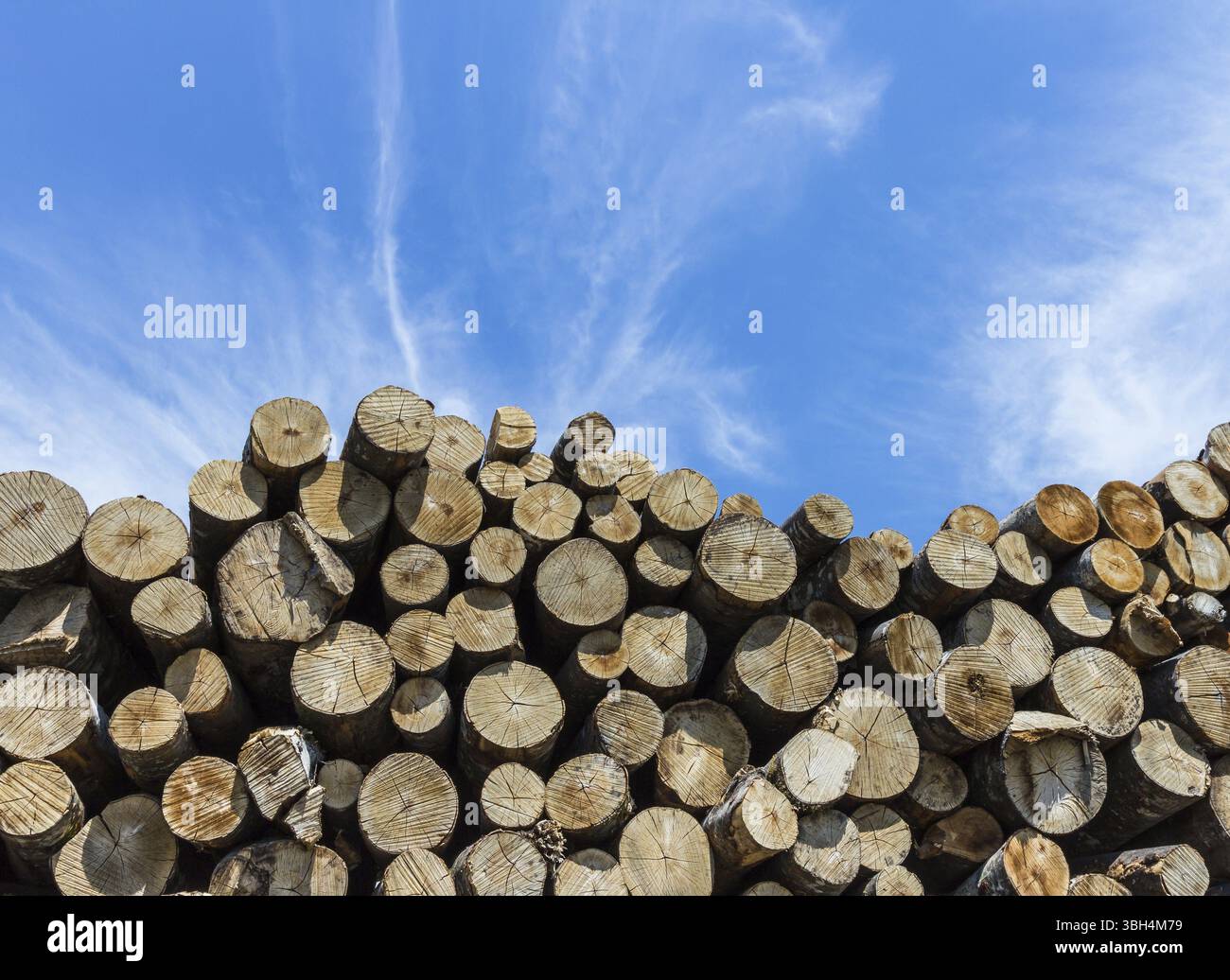 Large quantity of cut and stacked pine timber waiting to be transported ...