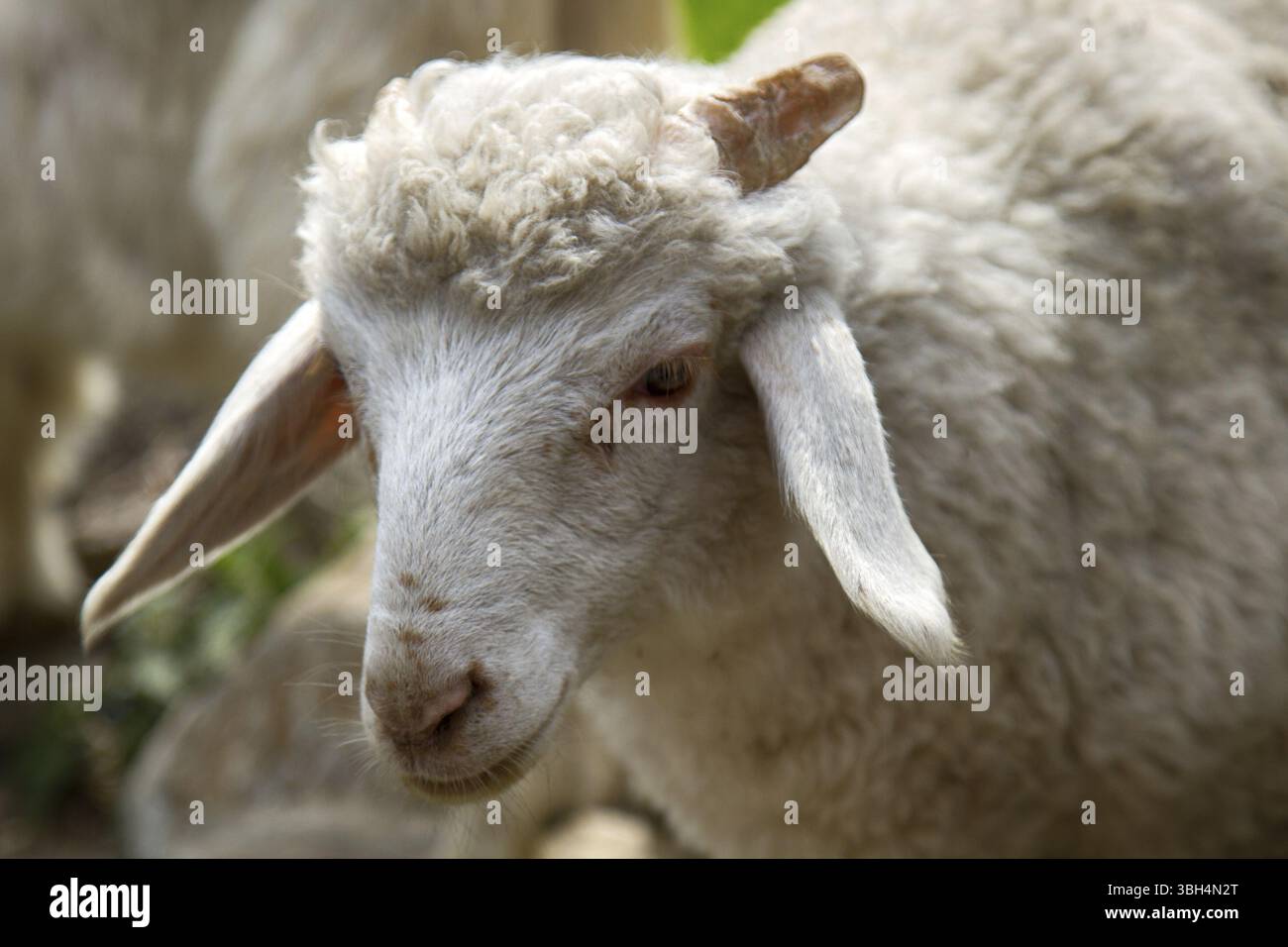 Big eared goats hi-res stock photography and images - Alamy