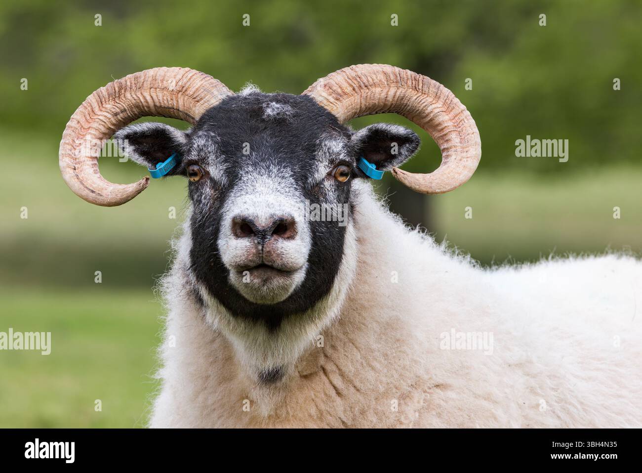 Close up of horned female sheep Stock Photo - Alamy