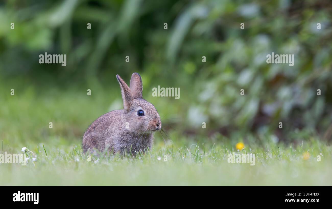Young Rabbit [ Oryctolagus cuniculus ] in urban garden Stock Photo - Alamy