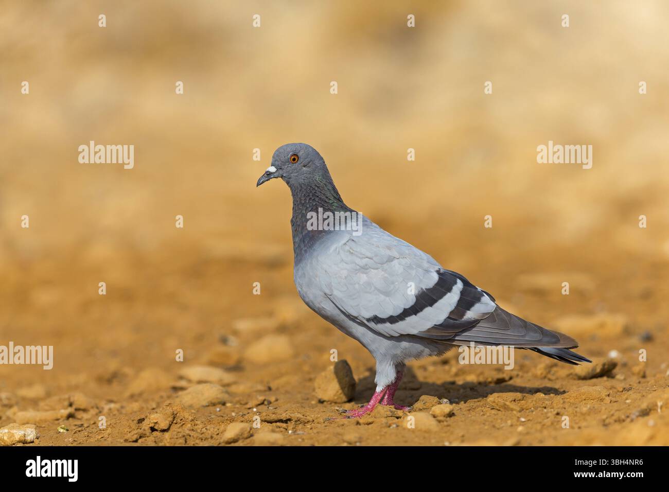 Rock pigeon, (Columba livia), animals, birds, family of pigeons ...