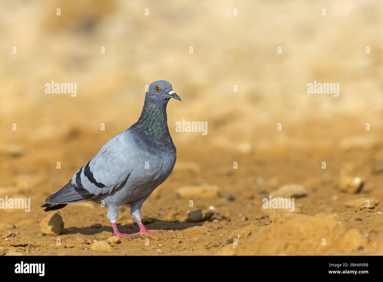 Rock pigeon, (Columba livia), animals, birds, family of pigeons ...