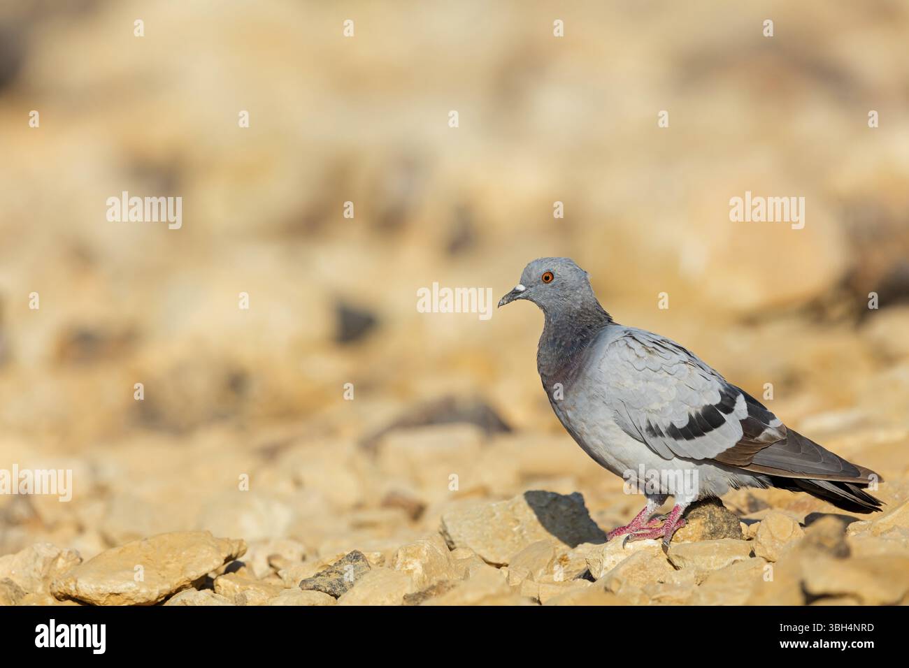 Rock pigeon, (Columba livia), animals, birds, family of pigeons ...