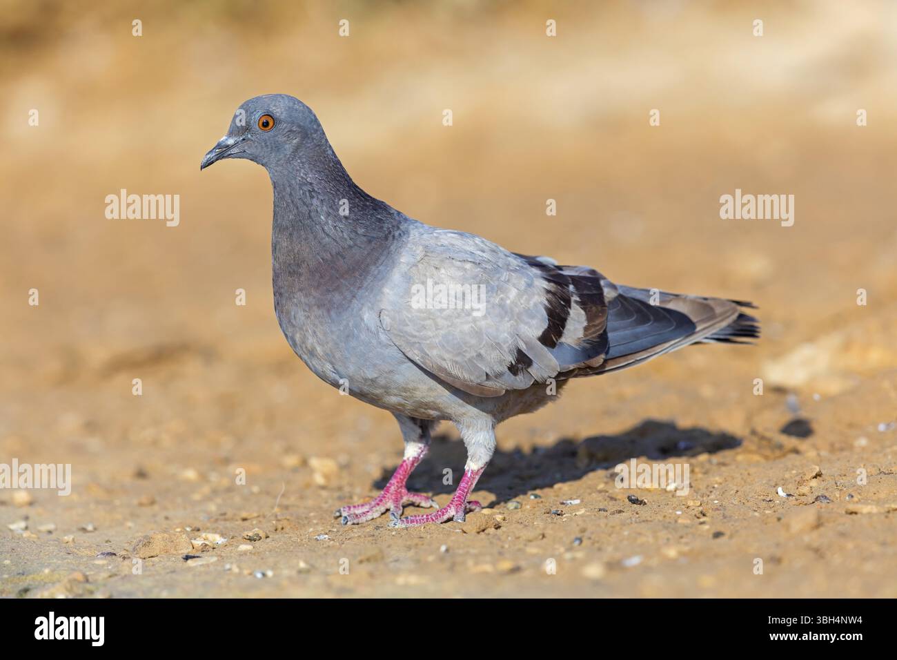 Rock pigeon, (Columba livia), animals, birds, family of pigeons ...