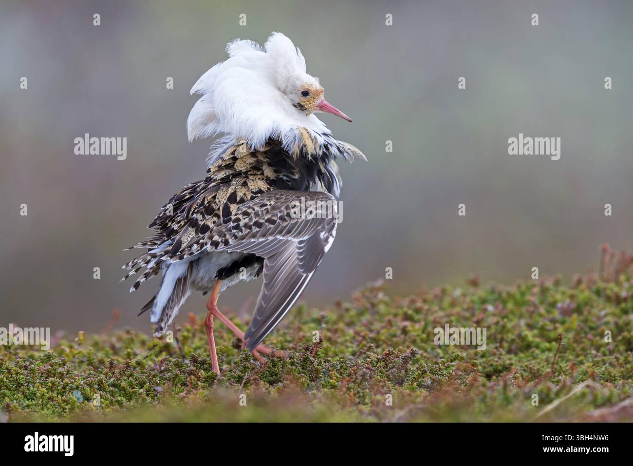 Ruff, (Philomachus pugnax), animals, birds, plumage during mating ...