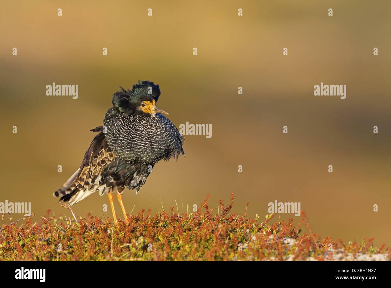 Ruff, (Philomachus pugnax), animals, birds, plumage during mating ...