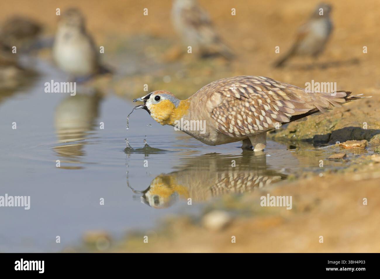 Crowned flying fowl, (Pterocles coronatus), North America, Middle East ...