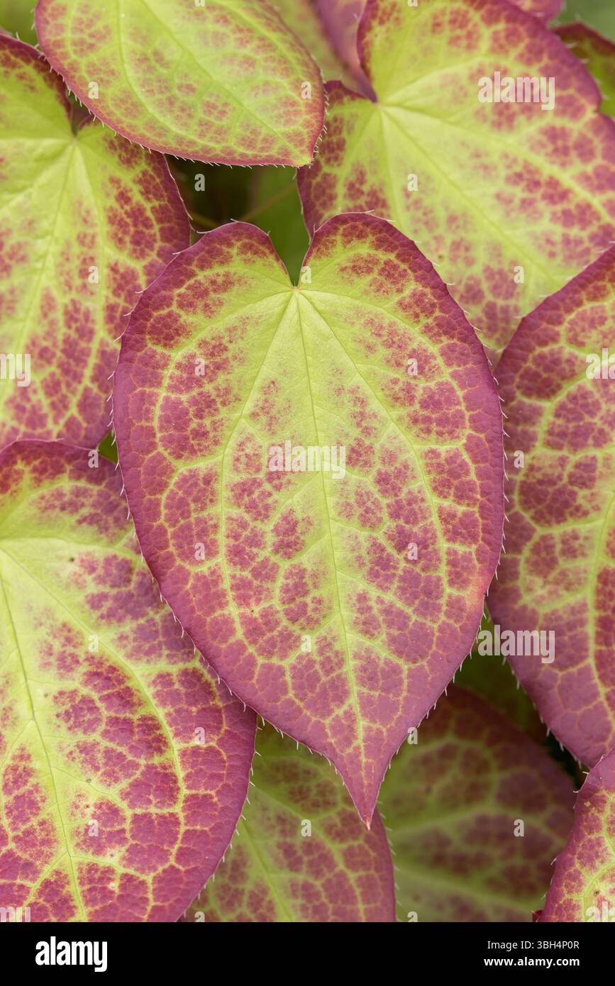 Epimedium hi-res stock photography and images - Alamy