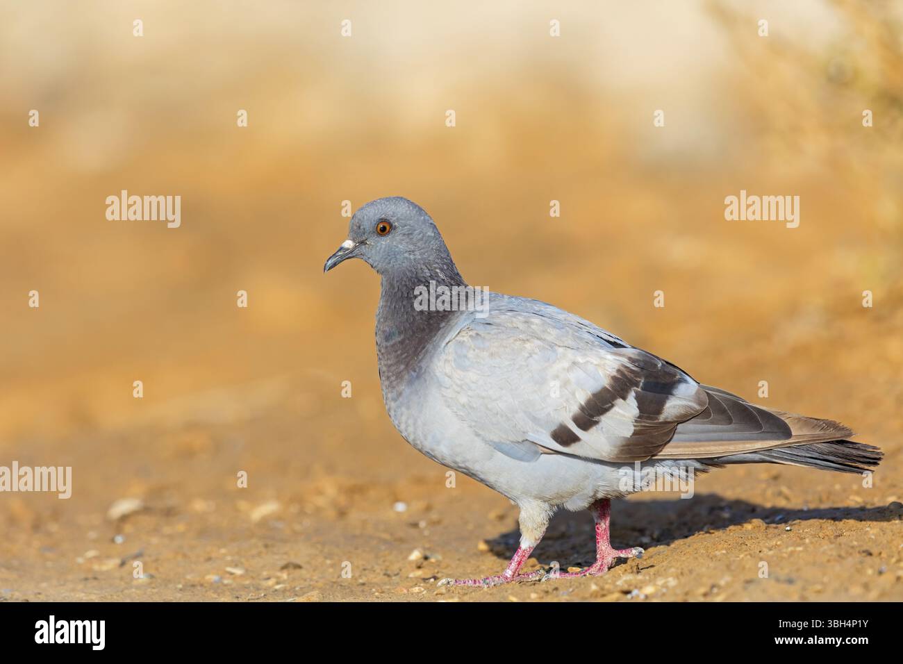Rock pigeon, (Columba livia), animals, birds, family of pigeons ...