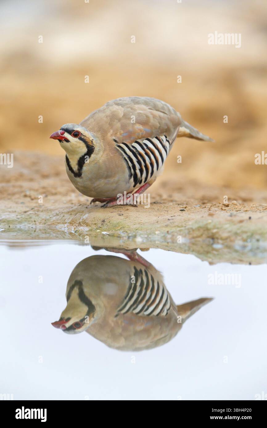 Chukar chicken, Chukar stone chicken, (Alectoris chuka), animals ...