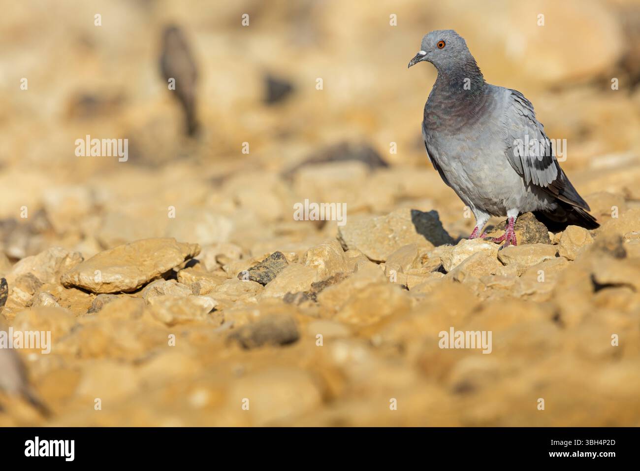 Rock pigeon, (Columba livia), animals, birds, family of pigeons ...