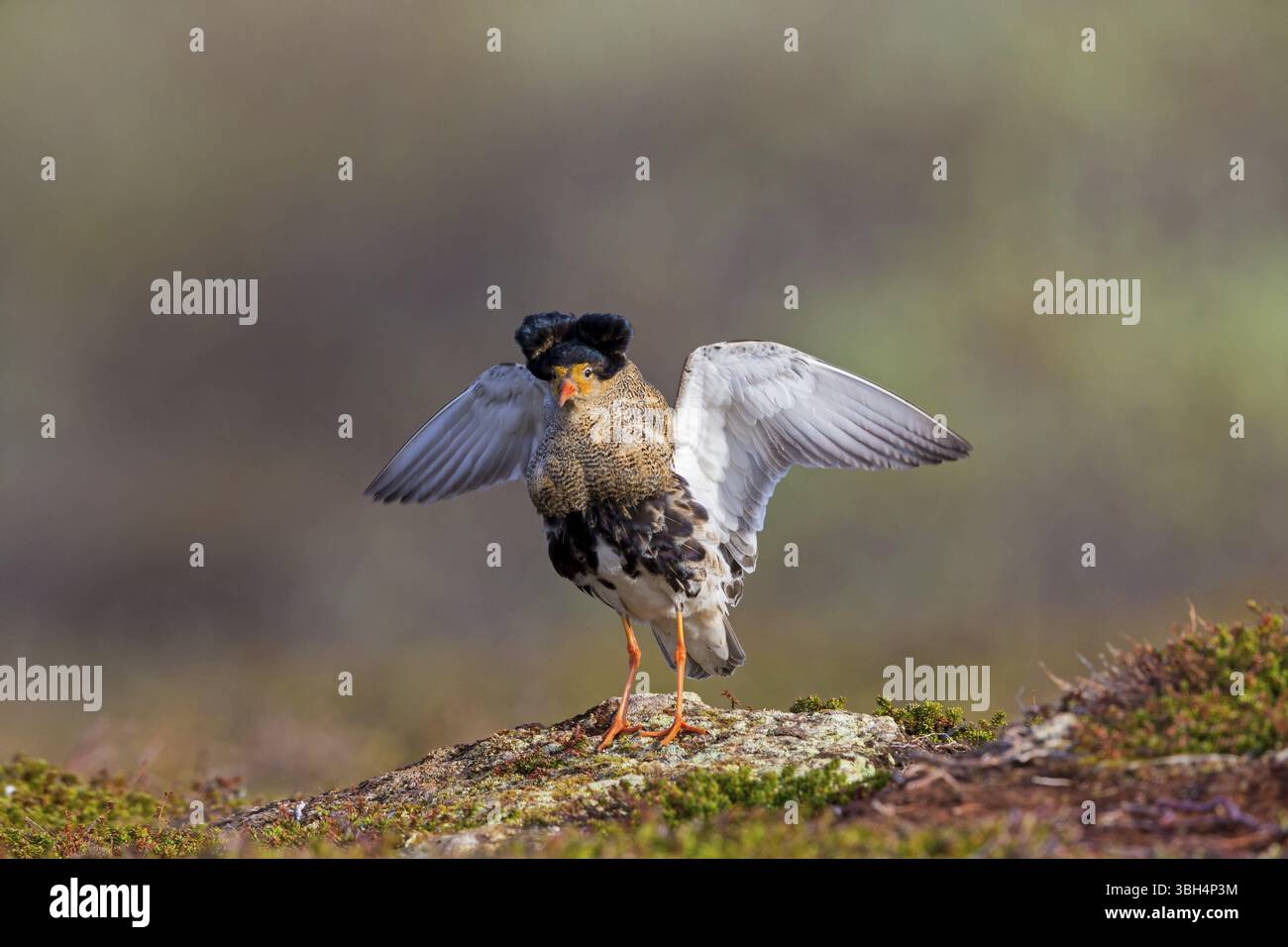 Ruff, (Philomachus pugnax), animals, birds, plumage during mating ...