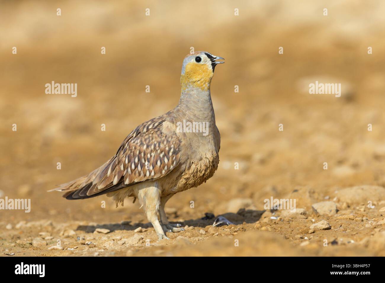 Crowned flying fowl, (Pterocles coronatus), North America, Middle East ...