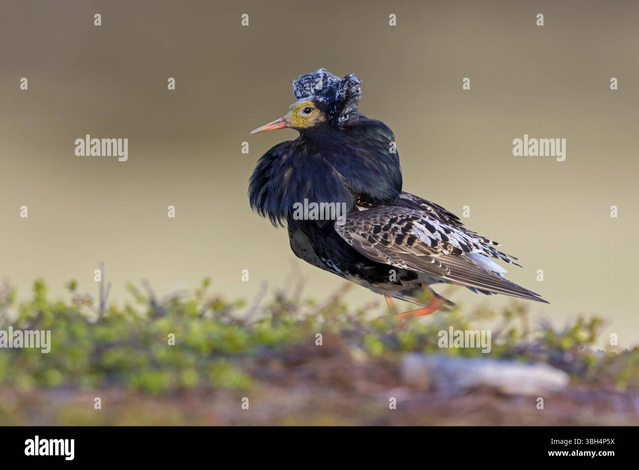 Ruff, (Philomachus pugnax), animals, birds, plumage during mating ...