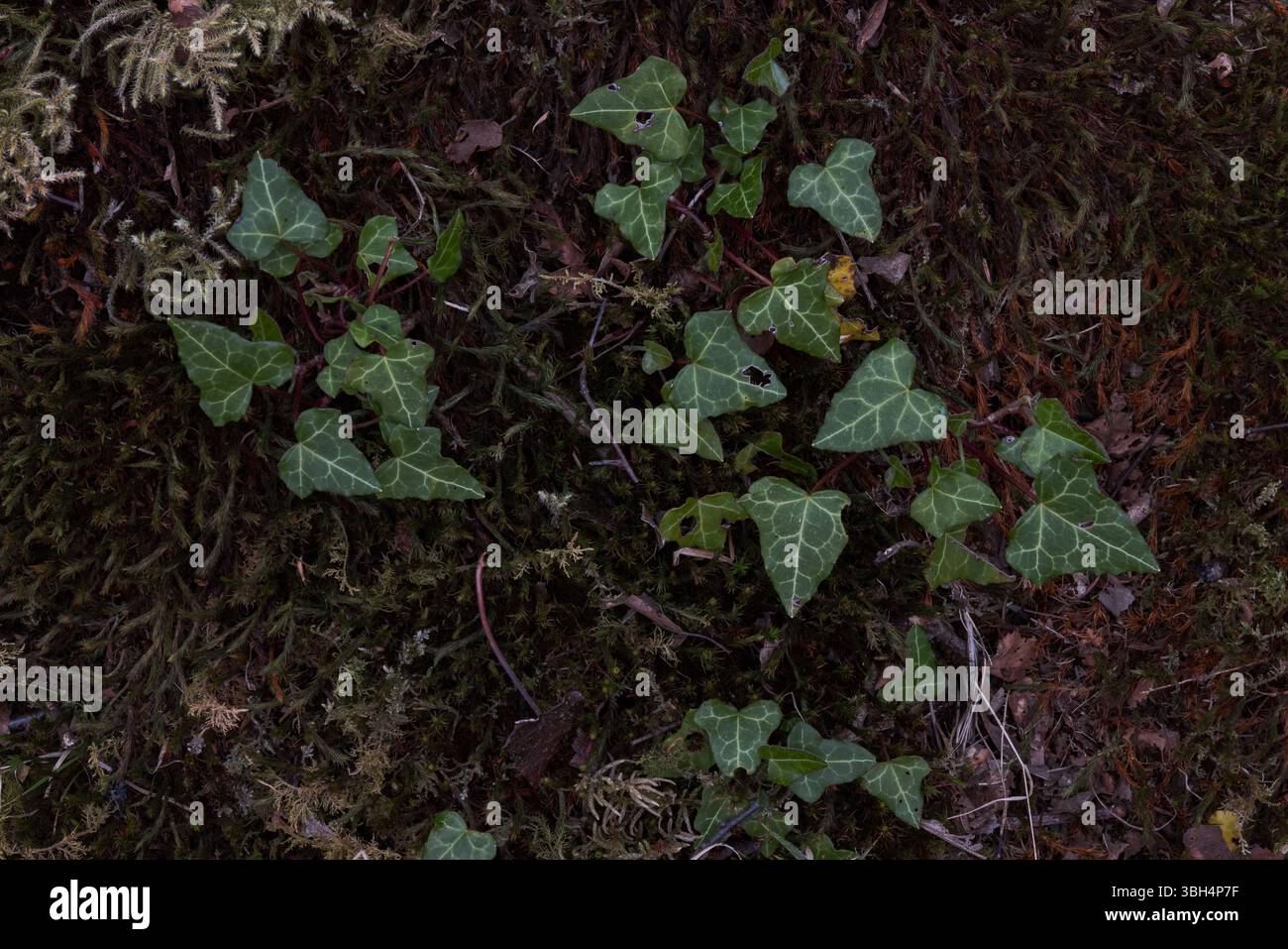 Ivy plant on mossy woodland floor Stock Photo - Alamy