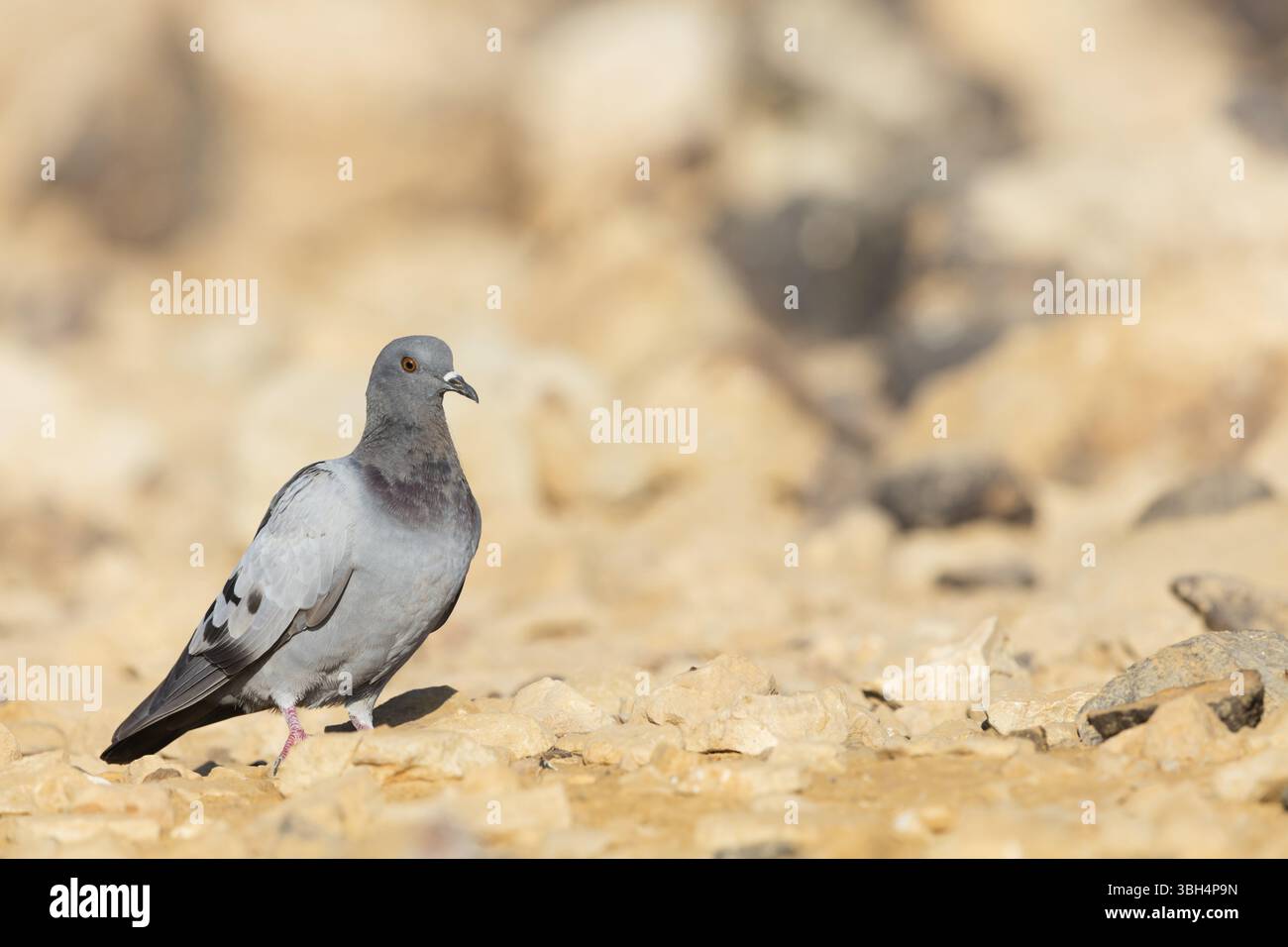 Rock pigeon, (Columba livia), animals, birds, family of pigeons ...