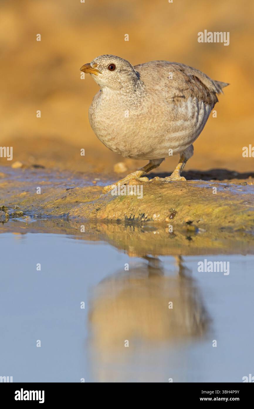 Arabian desert partridge, (Ammoperdix heyi), Arabian desert partridge ...