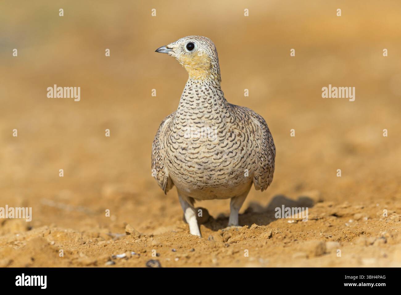 Crowned flying fowl, (Pterocles coronatus), North America, Middle East ...
