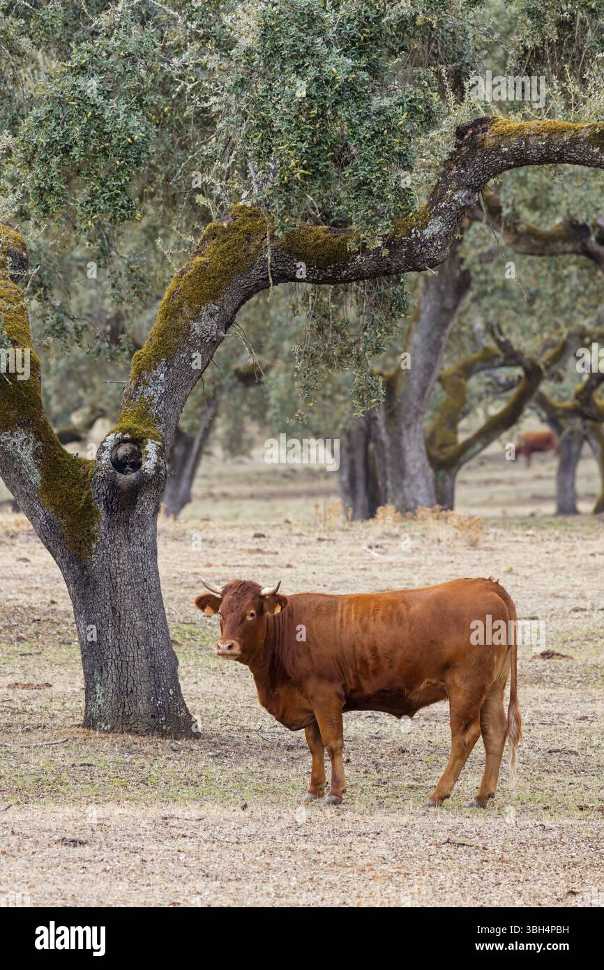 Iberian pig, Cerdo Iberico, Porco iberico, Iberian Pig, domestic cattle ...