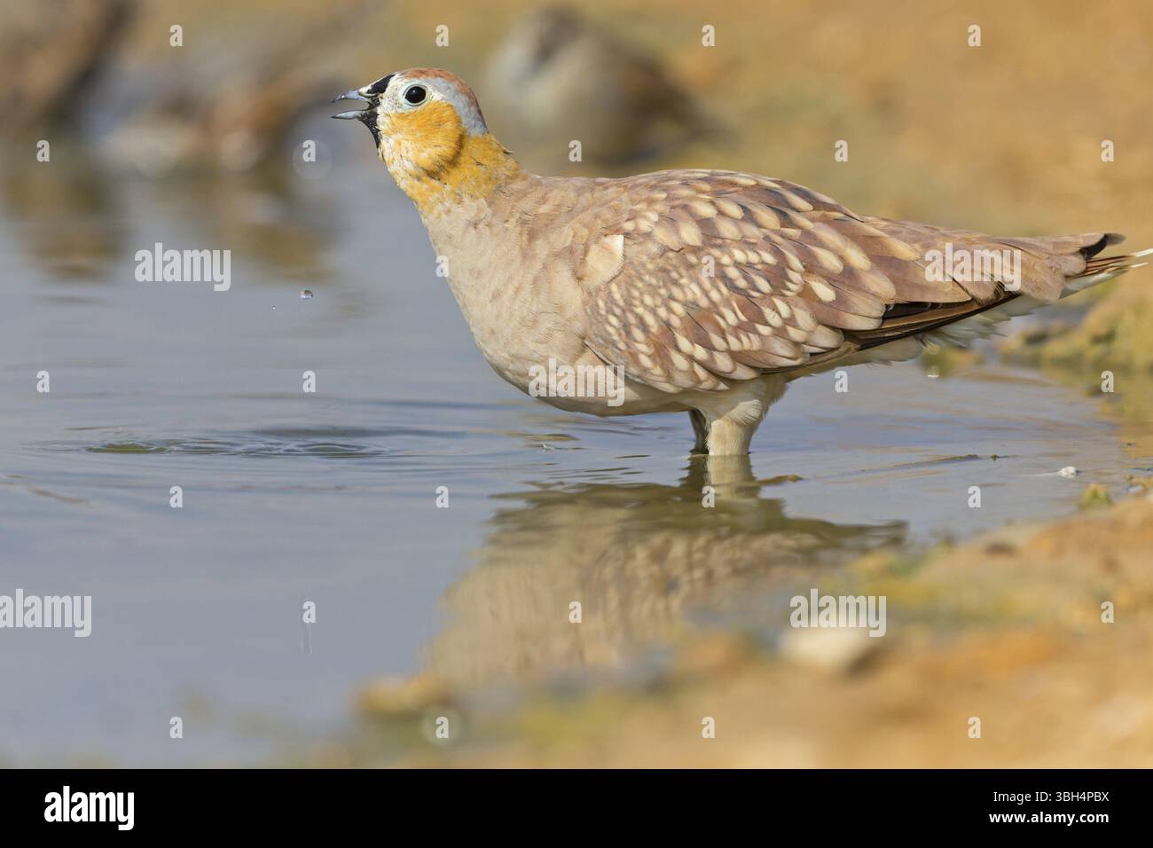 Crowned flying fowl, (Pterocles coronatus), North America, Middle East ...