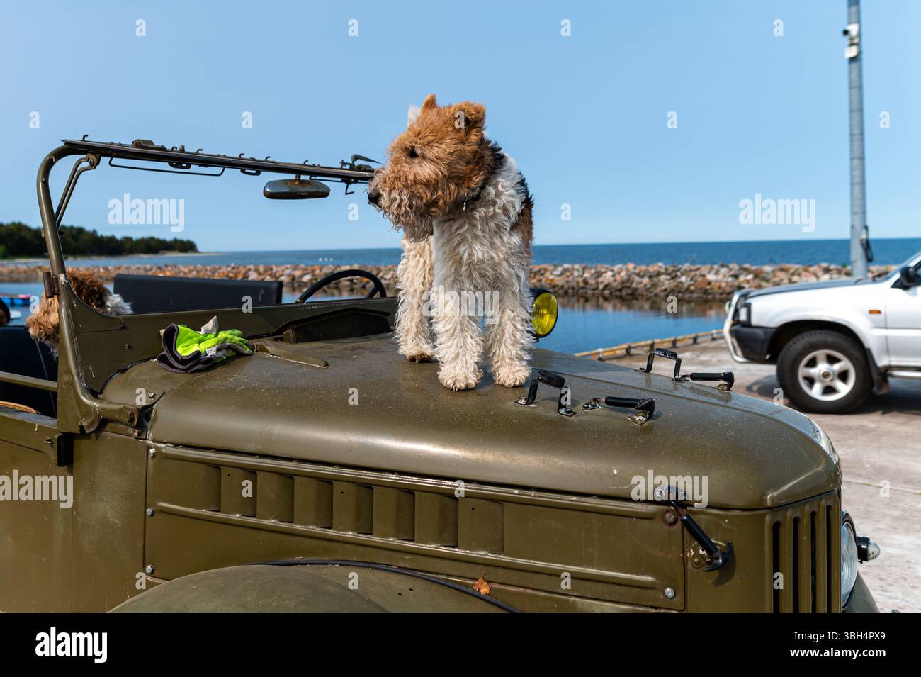 A dog perches on the hood of an old vehicle at a seaside location under ...