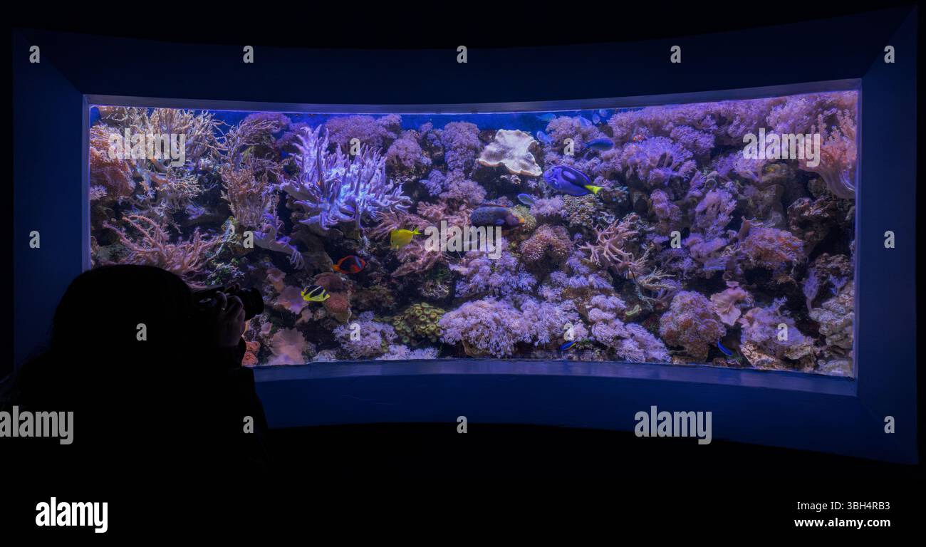 Photographer in silhoutte at marine aquarium in Bristol Aquarium, UK ...