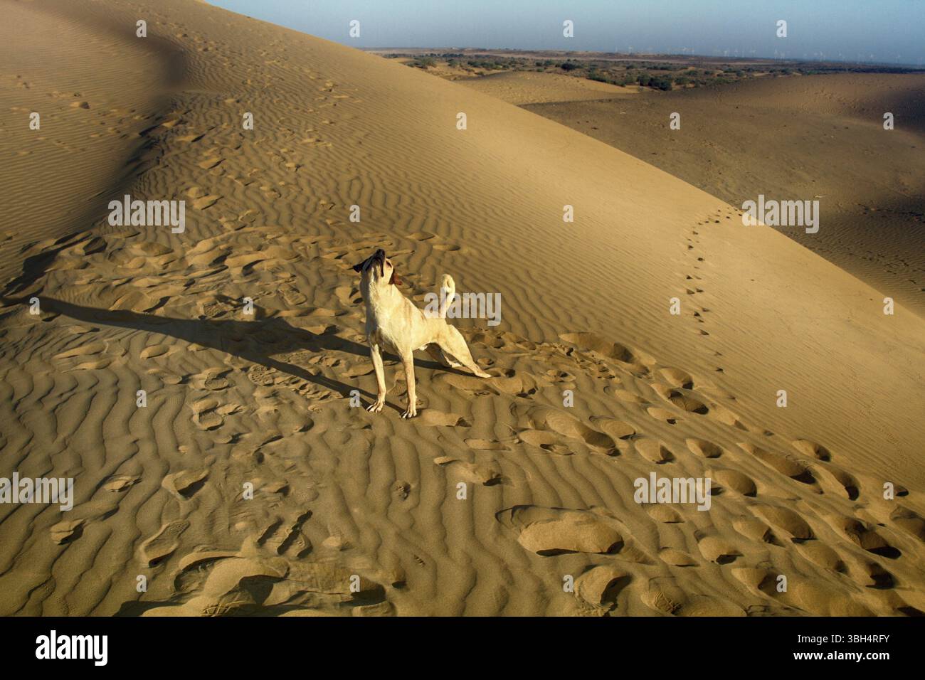 Sand dog. Dog in Great Indian desert Thar, crest of barchan dune, row ...